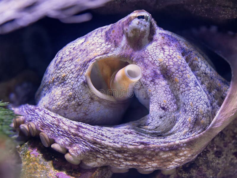 Close-up View of a Common Octopus Stock Image - Image of animal, nature ...
