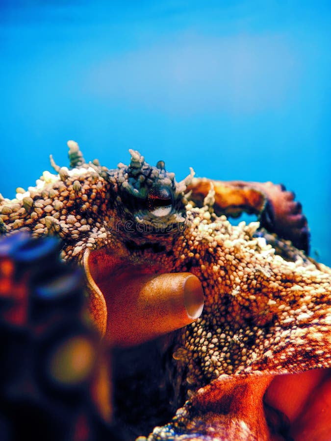 Close-up View of a Common Octopus (Octopus Vulgaris Stock Photo - Image ...
