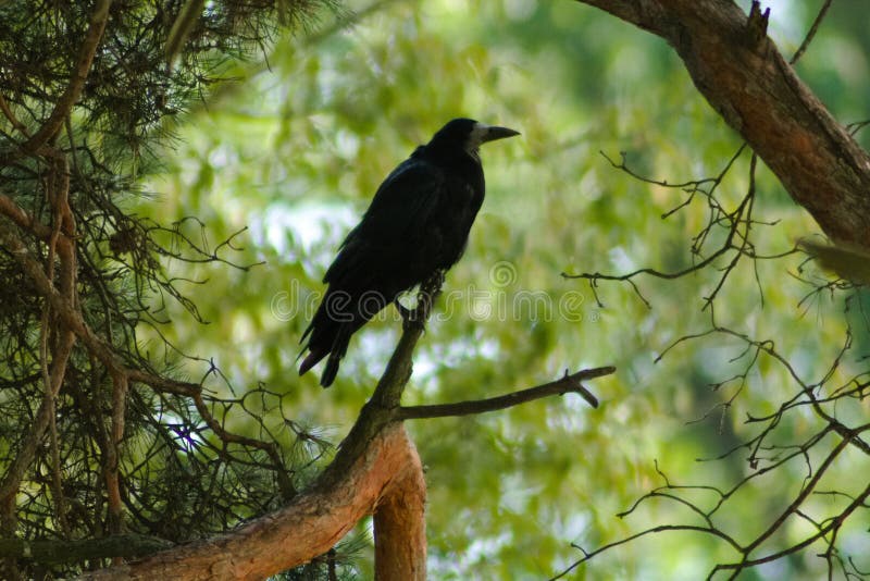 Close-up View of a Common Raven Perching on the Branch of a Tree Stock ...