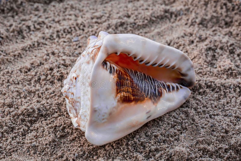 Close Up View of Conch Shell . Beautiful Nature Backgrounds Stock Image ...