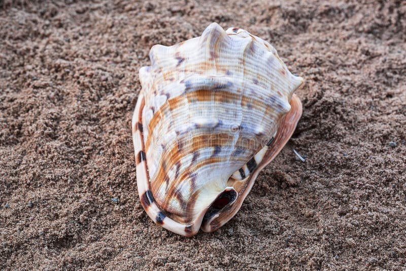 Close Up View of Conch Shell Isolated. Beautiful Nature Backgrounds ...