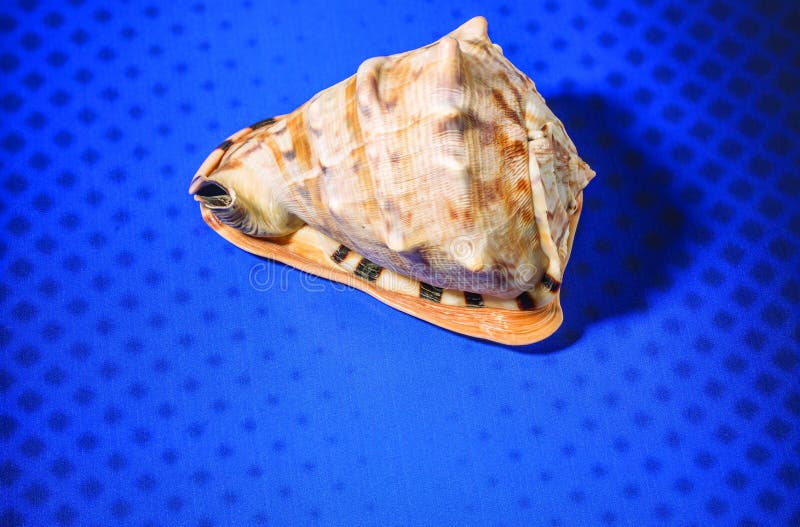 Top View of Conch Shells on Green Velvet. Soft Lighting. Close Up ...