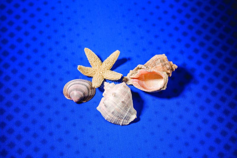 Top View of Conch Shells on Green Velvet. Soft Lighting. Close Up ...