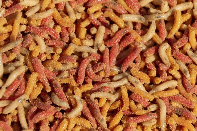 Maggotts stock photo. Image of texture, shapes, city - 254397372