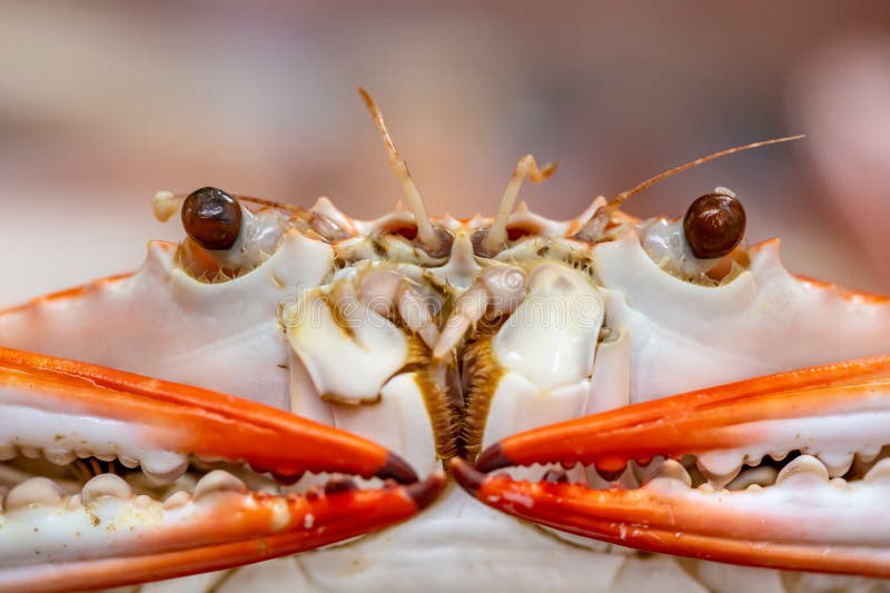 26,966 Crabs Pictures Stock Photos - Free & Royalty-Free Stock Photos ...