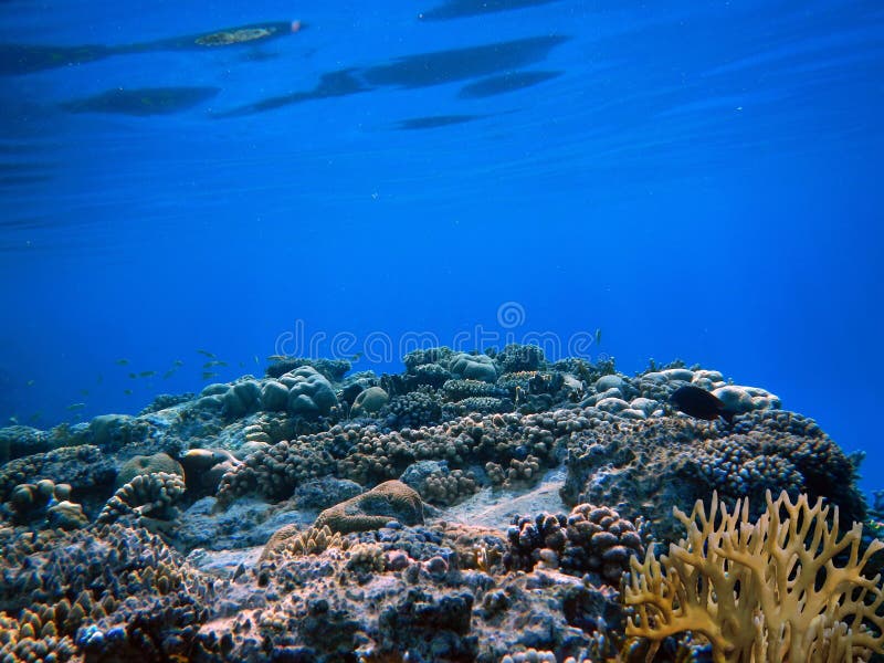 Close Up View of Corals and and Reefs are the Largest Natural ...