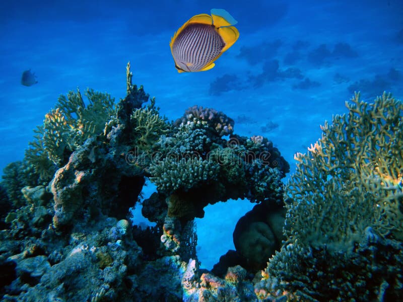 Close Up View of Corals and and Reefs are the Largest Natural ...