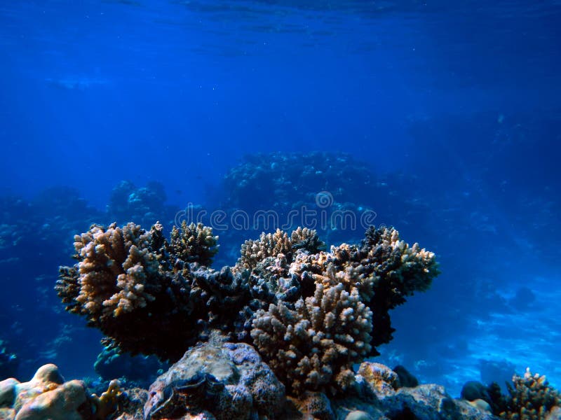 Close Up View of Corals and and Reefs are the Largest Natural ...