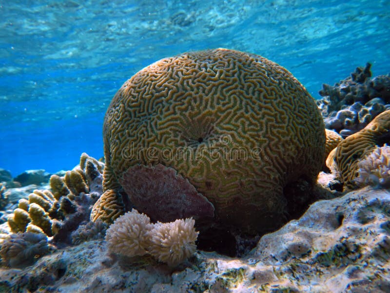 Close Up View of Corals and and Reefs are the Largest Natural ...