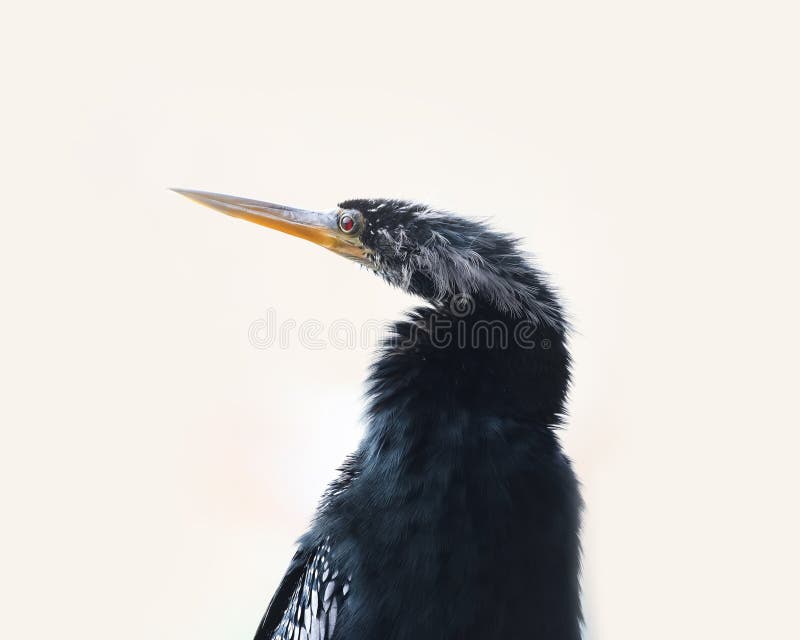 Close Up View of Cormorant Bird Head Shot Stock Image - Image of ...