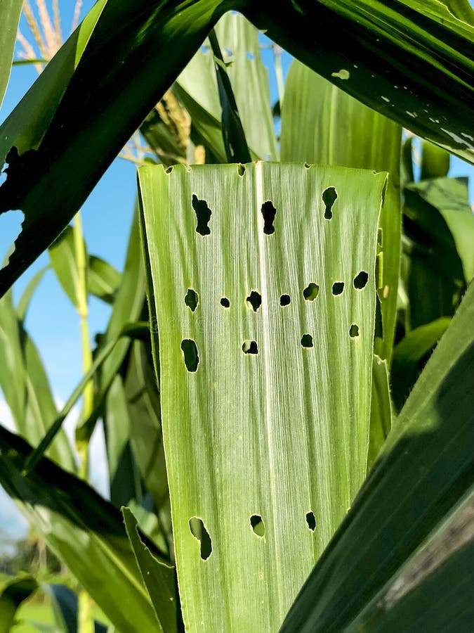 Corn Leaf Damage by Insects Under the Spring Sunlight in Rural Asia ...
