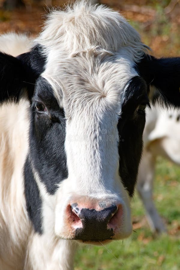 Close-up view of a cow stock photo. Image of view, farm - 44729422