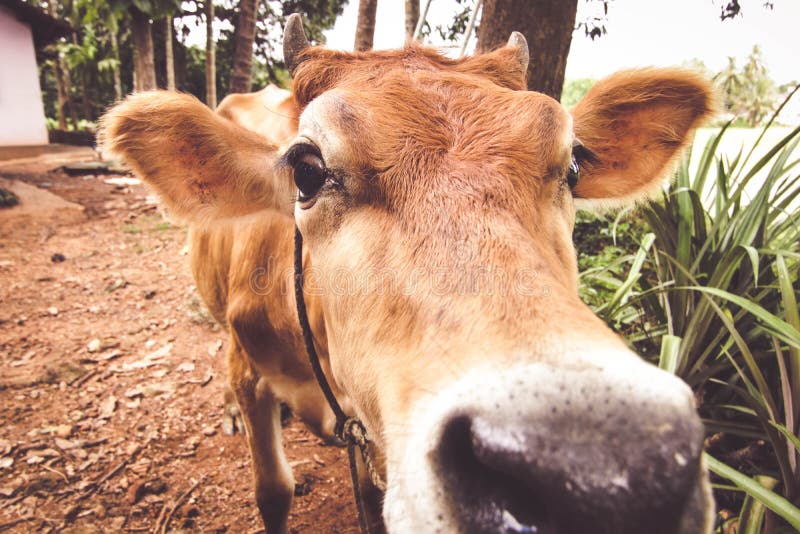 Close Up View of Cow`s Head Stock Image - Image of mouth, close: 128683891