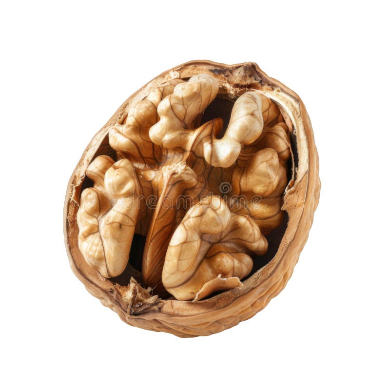 A Close-Up View of a Cracked Open Walnut Stock Illustration ...
