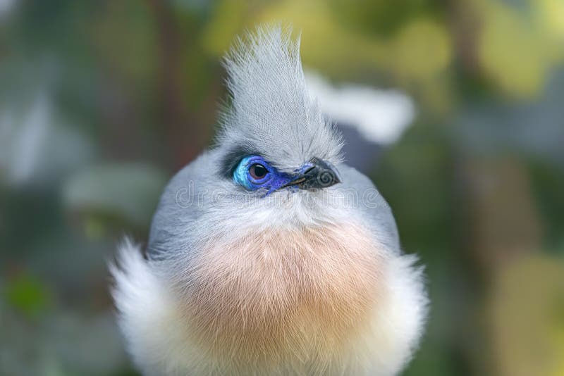 Close-up View of a Crested Coua Stock Photo - Image of close, kereru ...