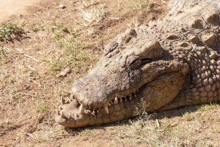 Crocodile stock photo. Image of daylight, hide, spikes - 152316504
