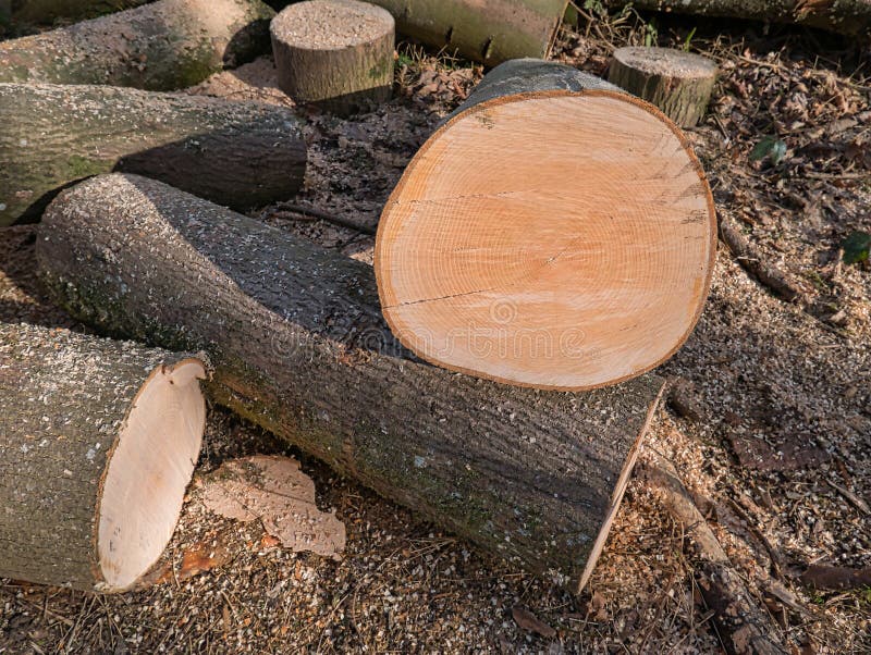 Close-up View of the Cross Section of Cut Tree Trunks. Stock Image ...