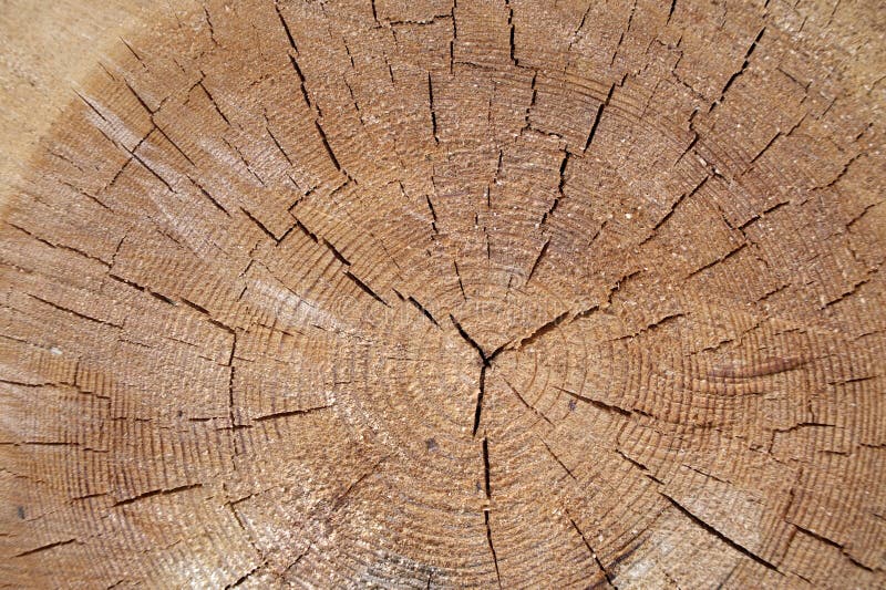 Close Up View of the Cross Section of a Tree Trunk Stock Image - Image ...