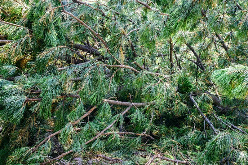 A Pine Tree is High Above the Cliff, and Fallen Pines are in the Cliff Stock Photo - Image of ...