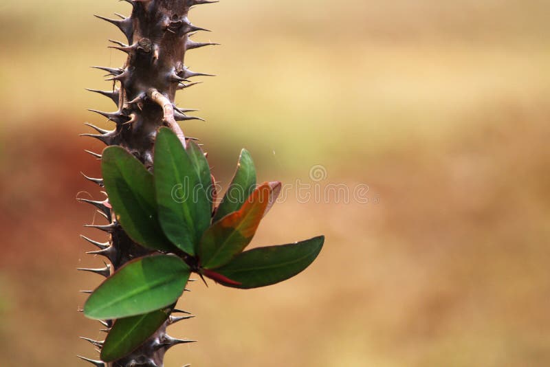 Close Up View of the Crown of Thorns Plant Stem Stock Photo - Image of ...