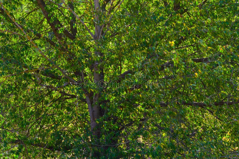 Close-up View of the Crown of the Tree. Stock Image - Image of green ...