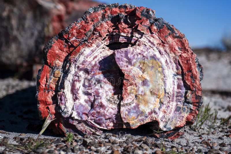 Close Up View of a Crystalized Tree Trunk Section Stock Image - Image ...