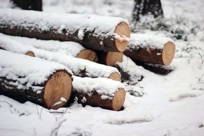 Snowy Log End Texture stock photo. Image of logs, construction - 359093236