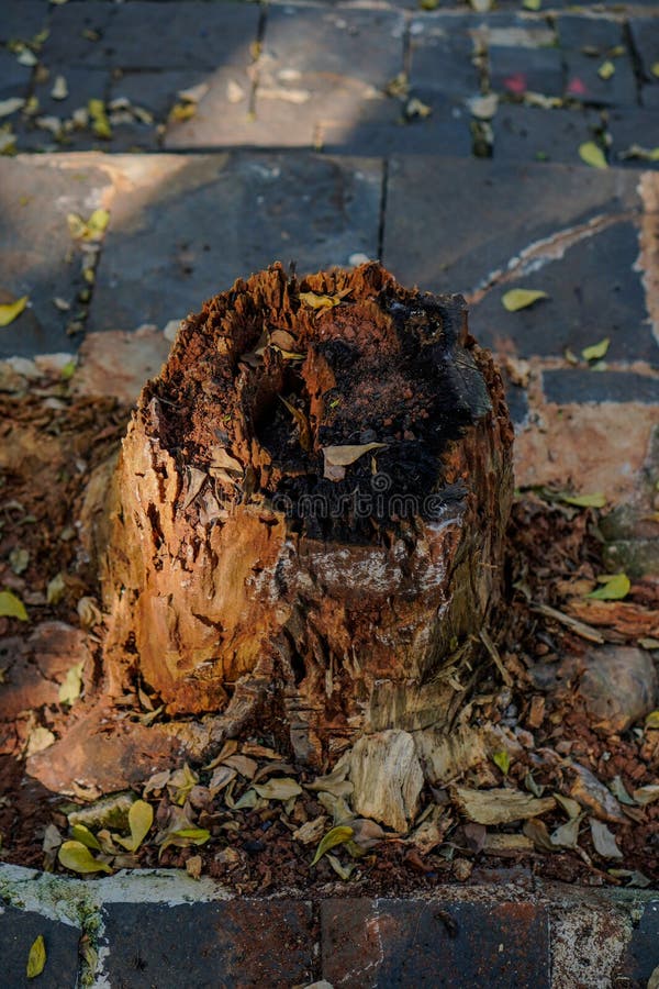 A Tree Trunk that only Leaves the Base Still Stuck in the Ground Stock ...
