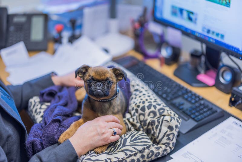 Close-up View of Cute Brussels Griffon on Working Table. Stock Image ...
