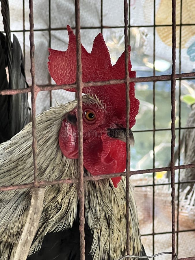 Close Up View of Cute Rooster in a Cage Stock Image - Image of white ...