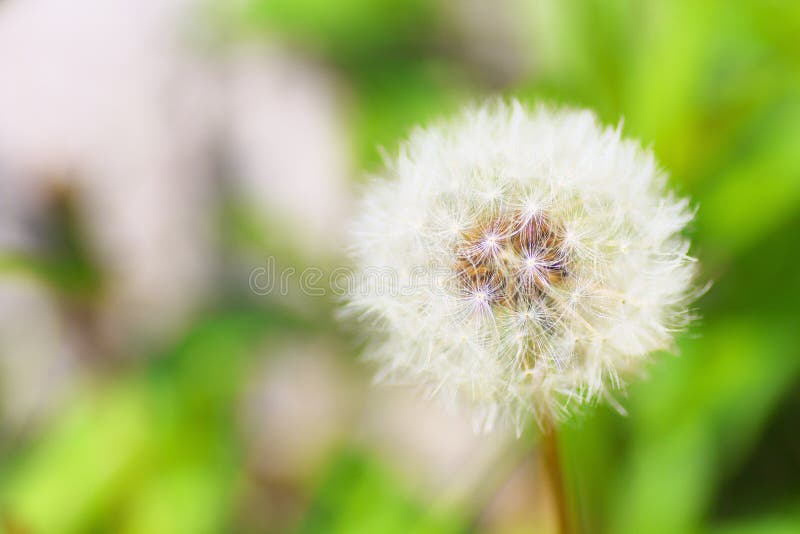 Close Up View of Dandelion Fluff Stock Photo - Image of fluff, seeds ...