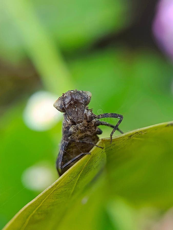 Close Up View of Dark Brown Insect Seen Sitting on Leaves. Stock Image ...