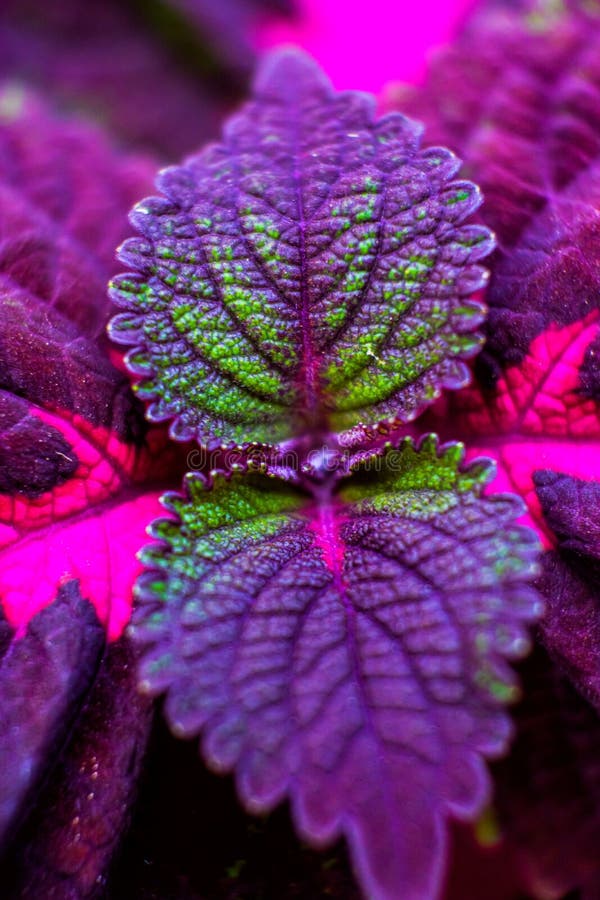 Close Up View of Dark Purple and Green Coleus Plants Stock Image ...