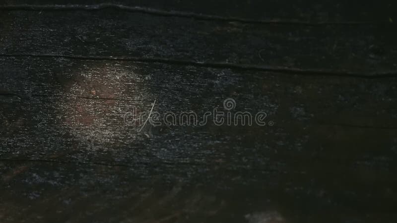 Dark Wood Texture Close-Up stock video. Video of rough - 327694913