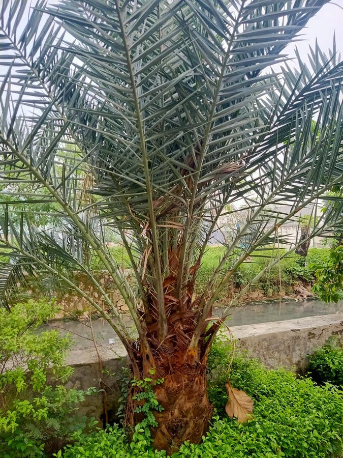 Close Up View of Date Palm Plant Stock Image - Image of plant, healthy ...