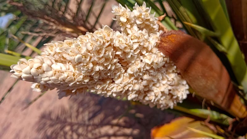 A dates tree stock photo. Image of stood, land, tall - 125992698