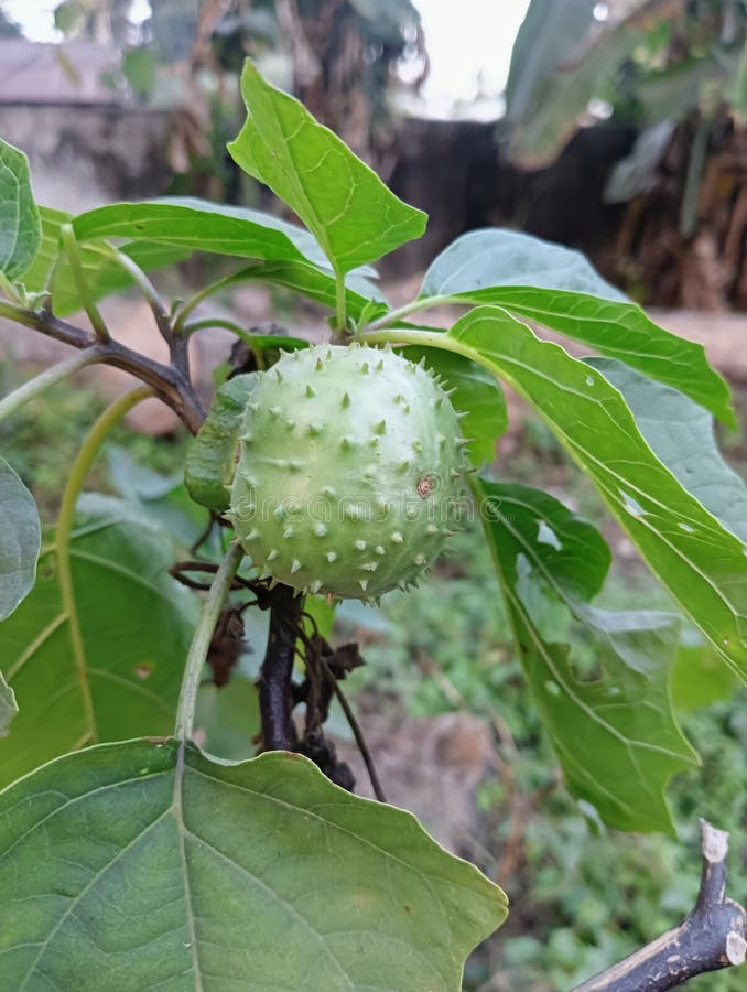 A Close Up View of Datura Seed in Assam. Stock Photo - Image of close ...