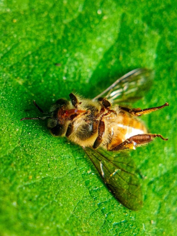 Close-up View of a Dead African Honey Bee on a Leaf Stock Photo - Image ...