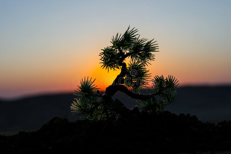 Close Up View of Decor Tree on Sunset. Stock Image - Image of color ...