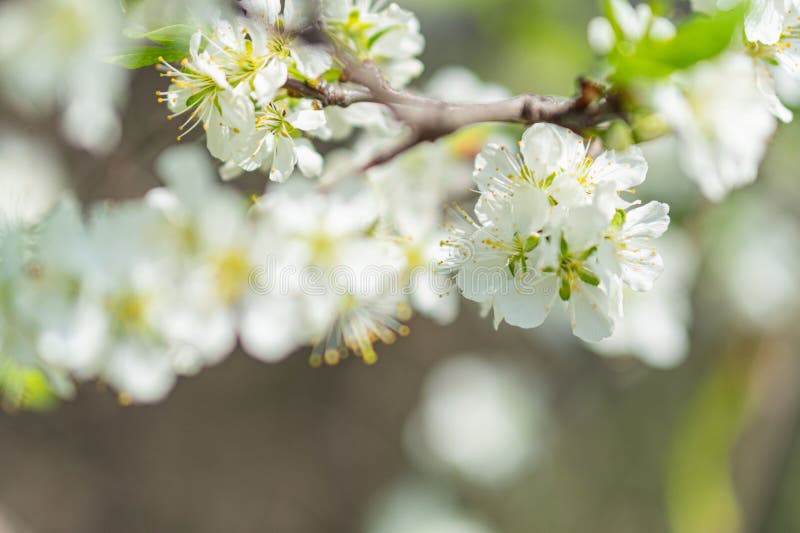 Close-up View of a Densely Packed Array of White Flowers with Numerous ...