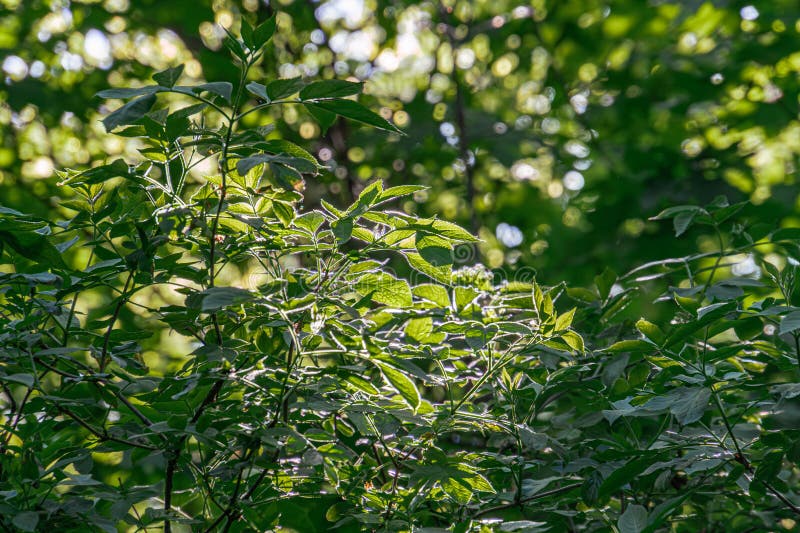 Close-up View of Densely Packed Green Foliage, Possibly Indicating ...