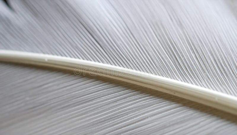 Close-up Macro Photography of Elegant White Feather Texture Stock ...