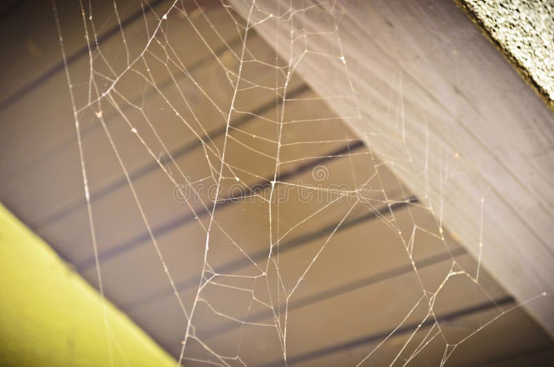 Close Up View of a Detailed Empty Spider Web Made Under a Wooden ...