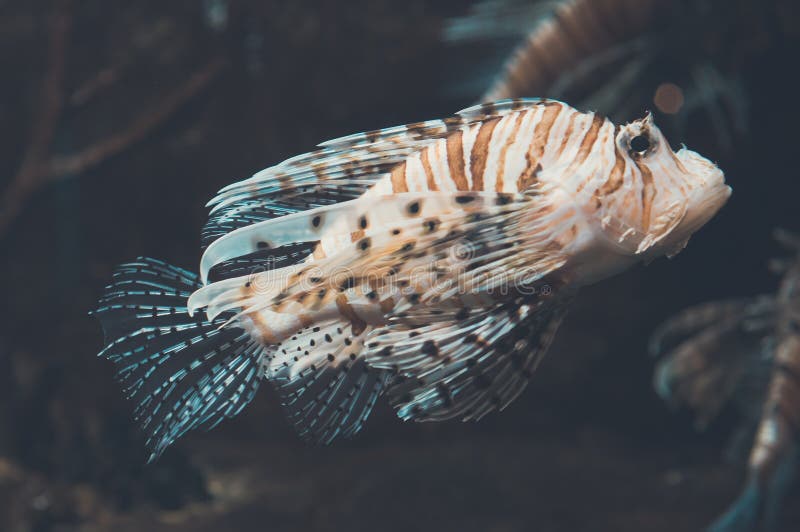 Devil firefish. stock image. Image of firefish, fauna - 107071805