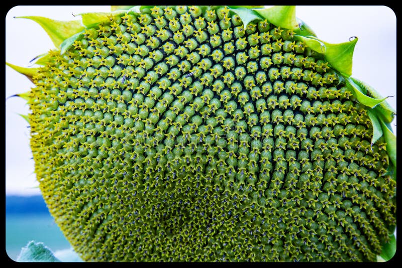 Close Up View of of the Disc Florets of Sunflower Stock Photo - Image ...