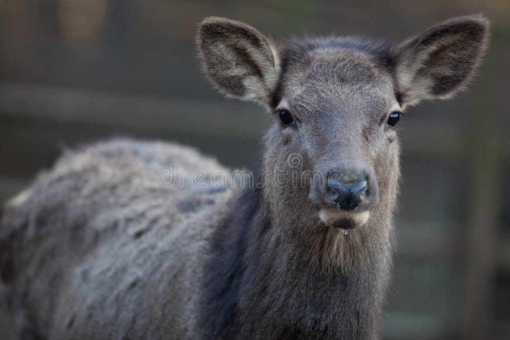 Close-up View of a Doe/hind Stock Photo - Image of grassland, beautiful ...