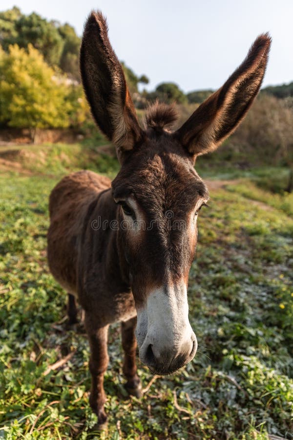 Close-up View of a Donkey Standing Outdoors in the Field. Stock Photo ...