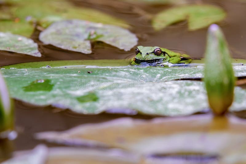 Close-up View of a Dotted Green Tree Frog Resting in a Leaf Stock Photo ...