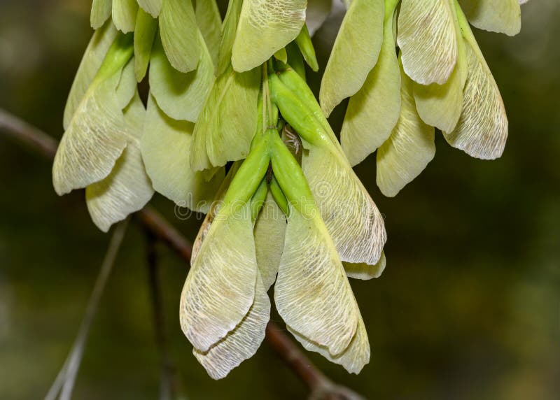 Close-up View of Double Maple Seed Wings with a Spider Hidden in Them ...