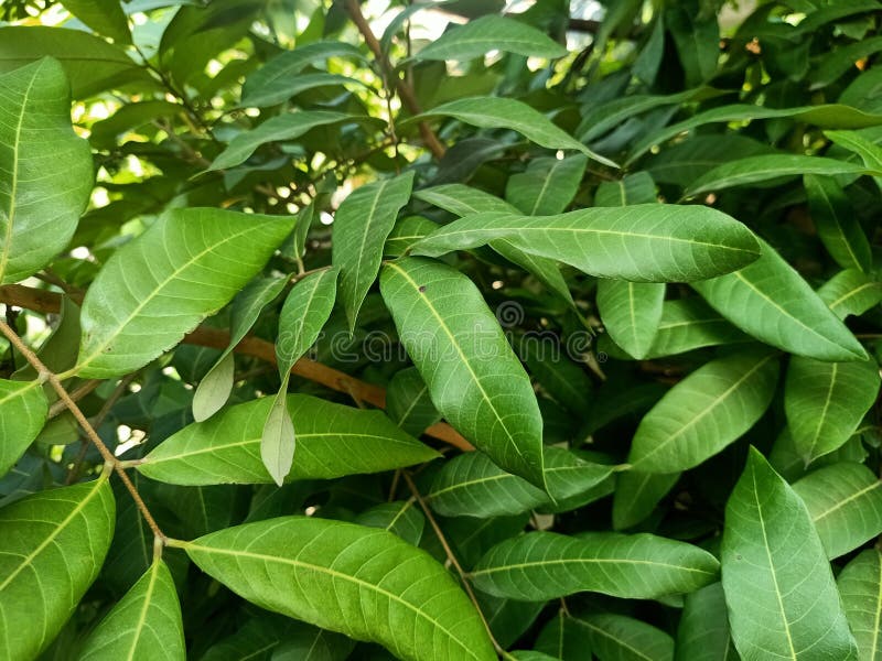Close Up View of Dragon Eye Fruit Plant Stock Photo - Image of ripe ...